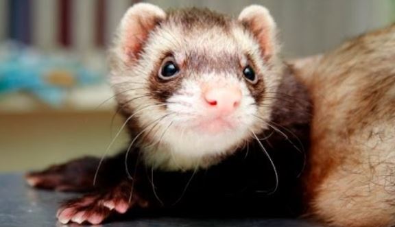 Ferret racing buxton april bank hol monday Easter 2019 b – Stephen Allerton